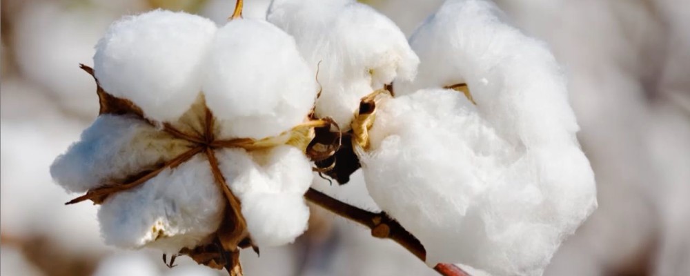 Bt Cotton royalty reduction: Boon or Bane? | Sathguru