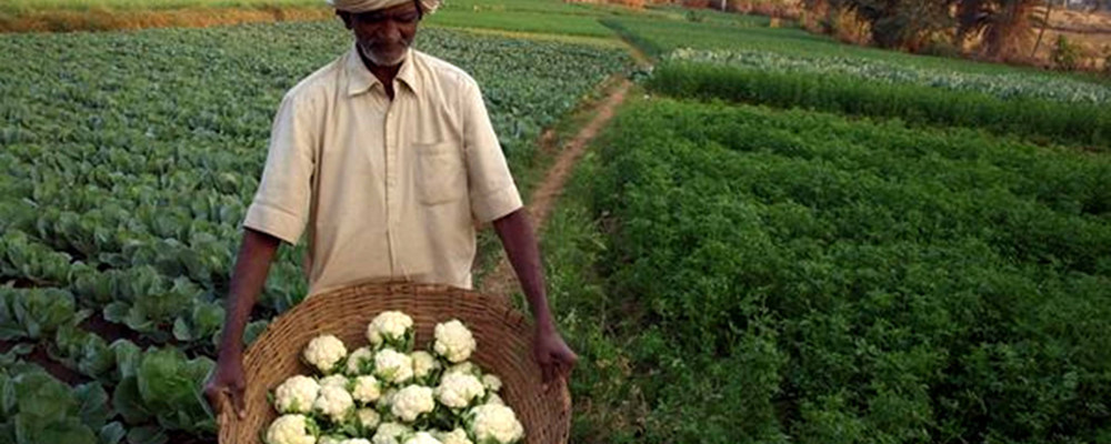 Climate Smart Agriculture for mitigating Climate Change | Sathguru