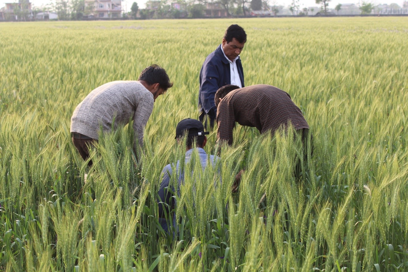 Innovative Seed System (Nepal) | Sathguru